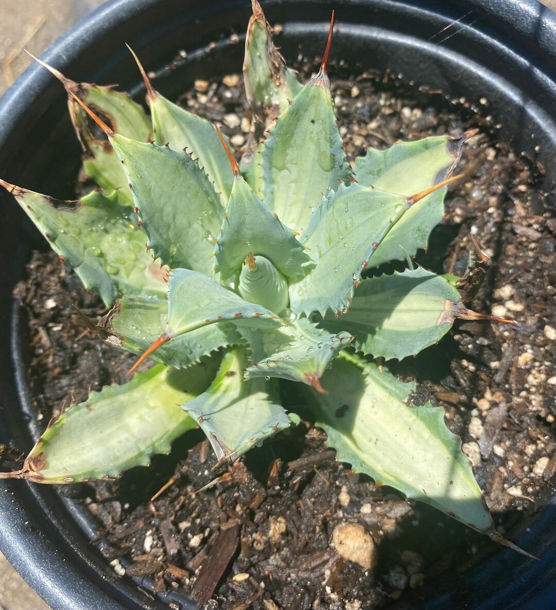 Agave Isthmensis 'becky' - Becky's Century Plant - Etsy
