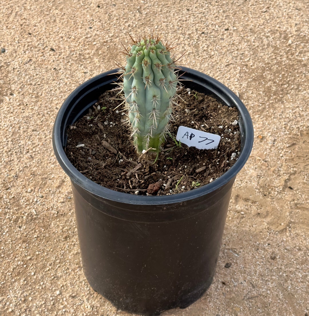 Blue Cereus Browningia Hertlingiana AP77 - Etsy