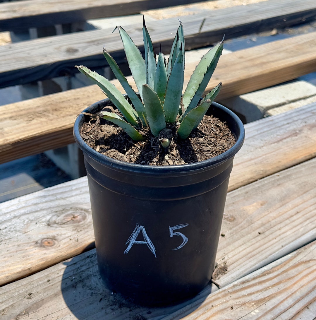 Agave Blue Emperor A5 - Etsy