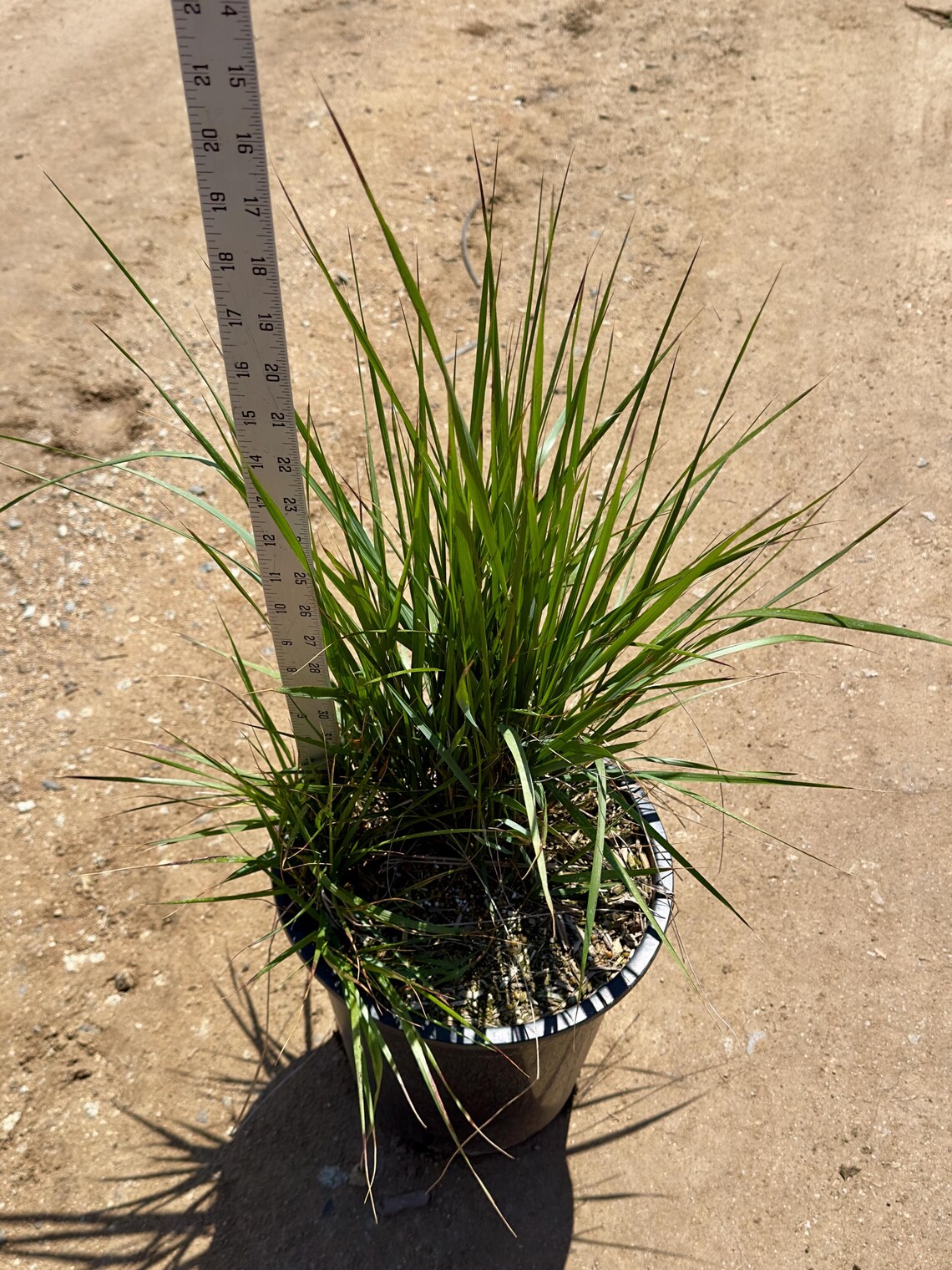Lomandra Longifolia 'breeze' - Dwarf Mat Rush - Etsy