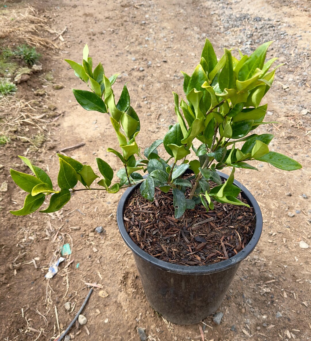 Texas Waxleaf Privet- Ligustrum Japonicum 'texanum' - Etsy