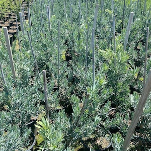 Podocarpus 'icee Blue' - Podocarpus Elongatus - Etsy