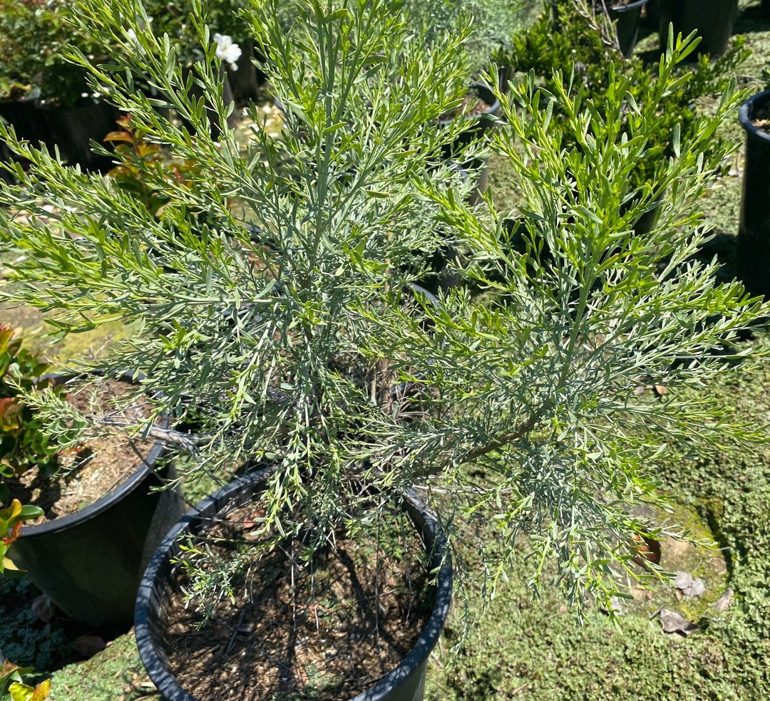 Desert Broom Baccharis Sarathroides - Etsy