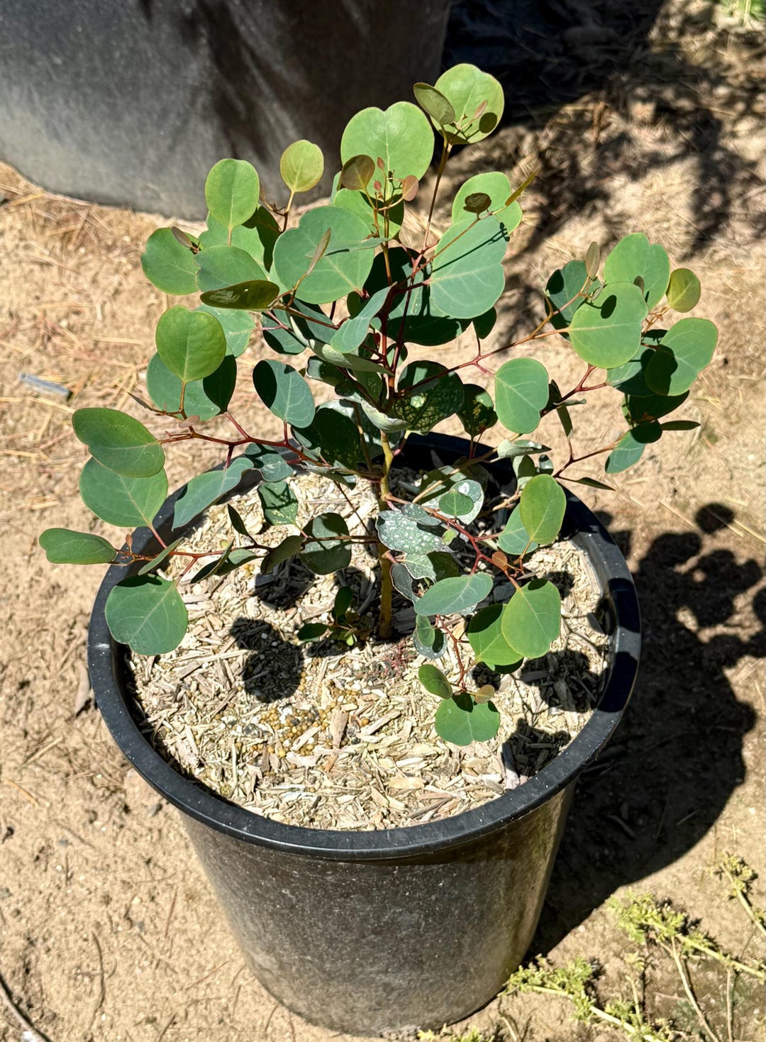 Red Box Gum - Eucalyptus Polyanthemos - Etsy