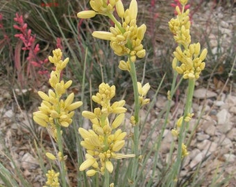 Yellow Yucca Plant - Etsy