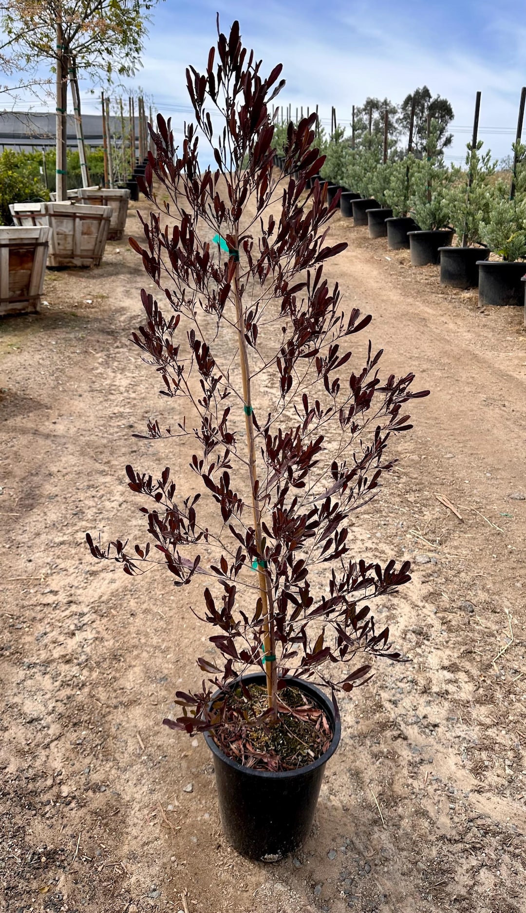 Purple Hopseed Bush - Dodonaea Viscosa Purpurea - Etsy