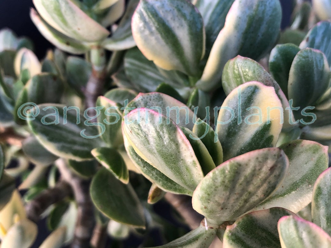 Variegated Jade 3 Gallon Size - Etsy