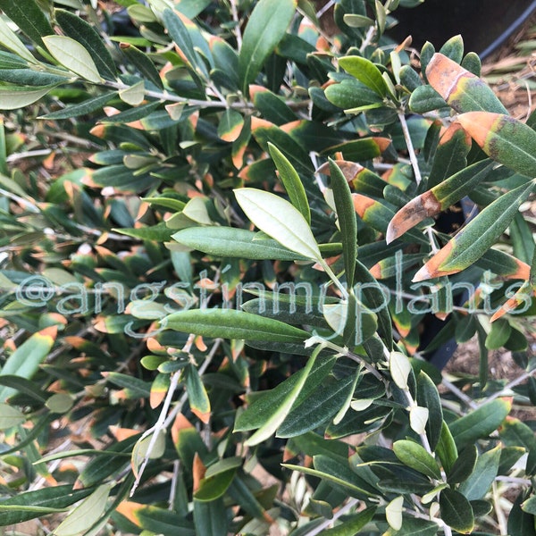Wilsonii Olive Tree - Etsy