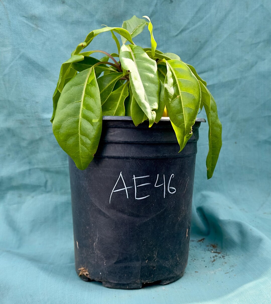 Fully Rooted Solandra Maxima 'cup of Gold Vine' AE46 - Etsy