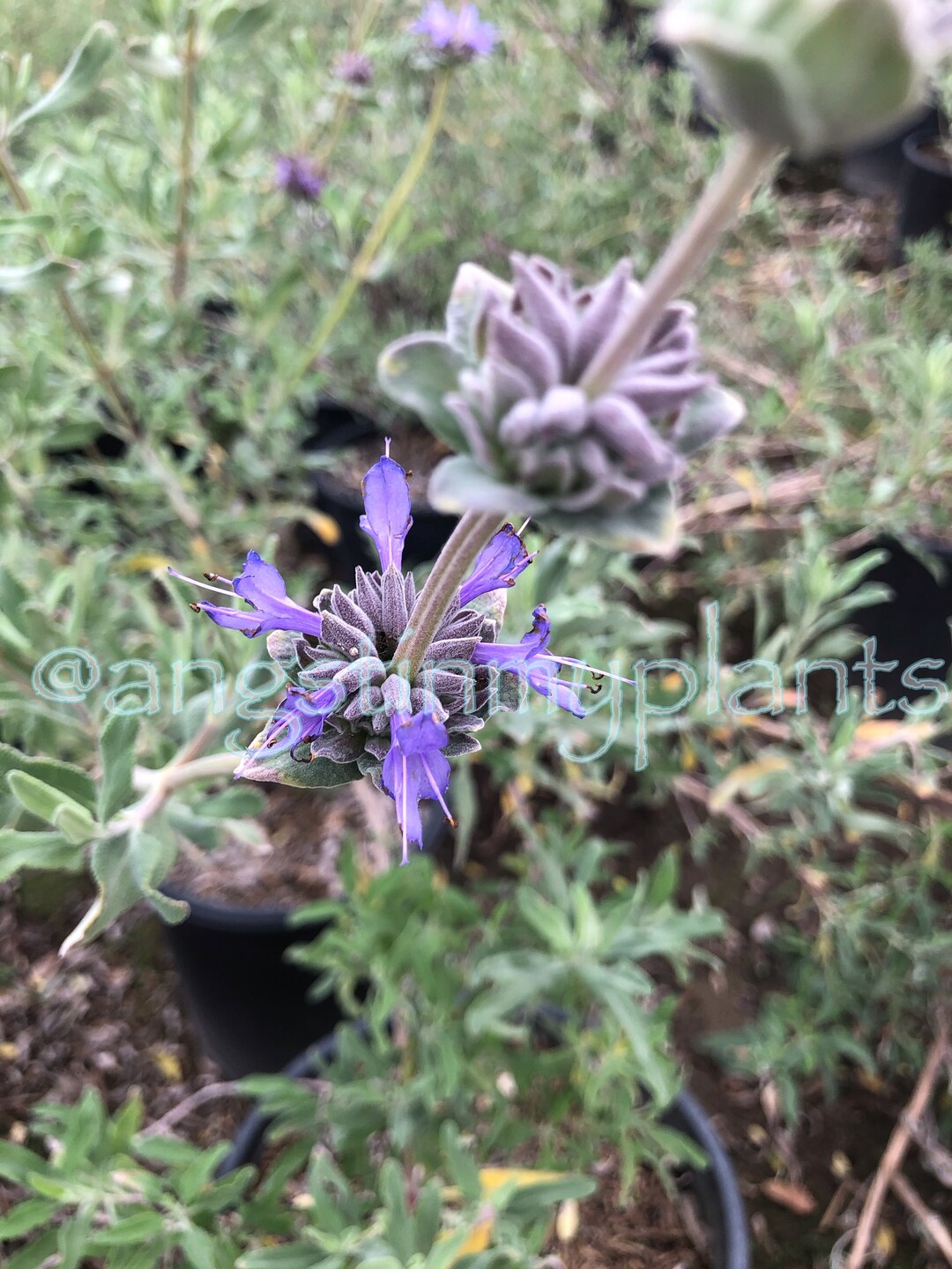 Cleveland Sage - Salvia Clevelandii (TR) - Etsy