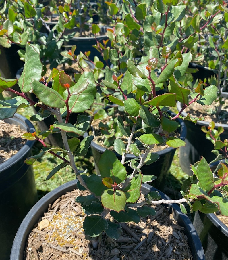 Lemonade Berry - Rhus Integrifolia - Etsy