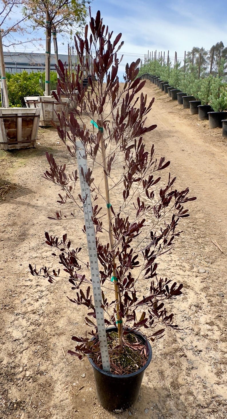 Purple Hopseed Bush - Dodonaea Viscosa Purpurea - Etsy