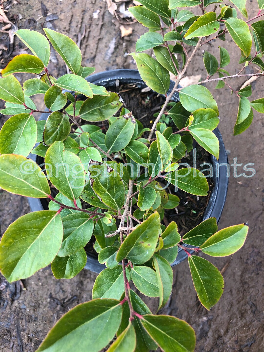 Shiny Xylosma - Xylosma Congesta - Etsy