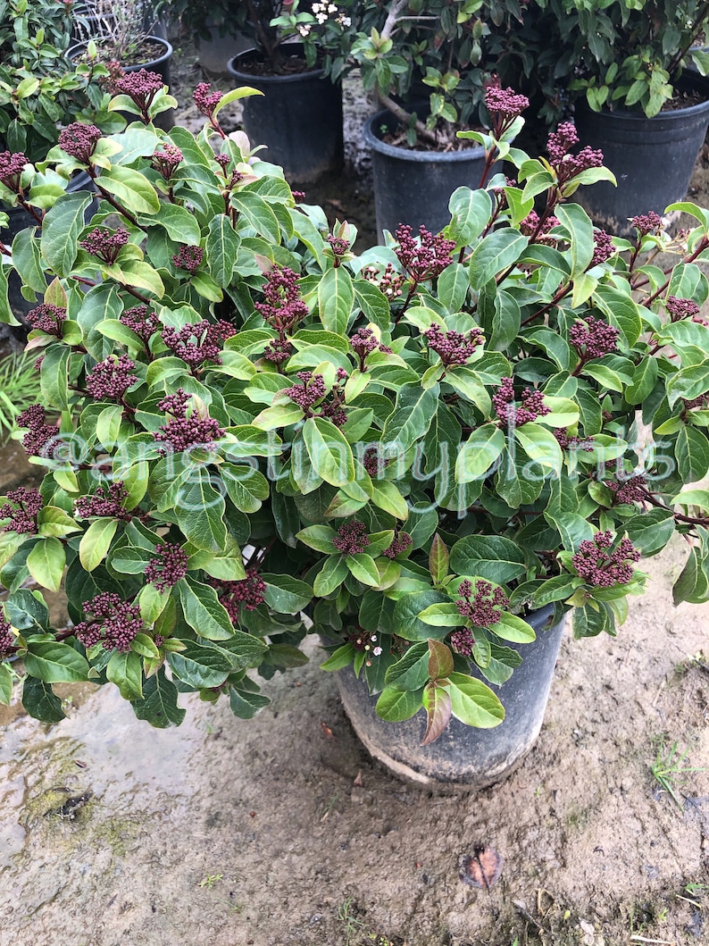 Laurustinus Spring Bouquet Viburnum Tinus Compactum TR | Etsy
