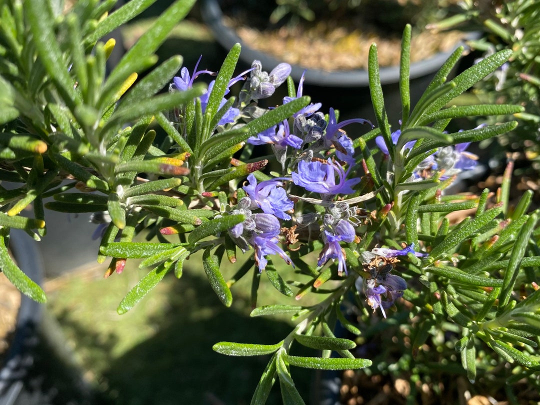 Upright Rosemary - Rosmarinus Officinalis 'upright' - 5 Gallon - Etsy