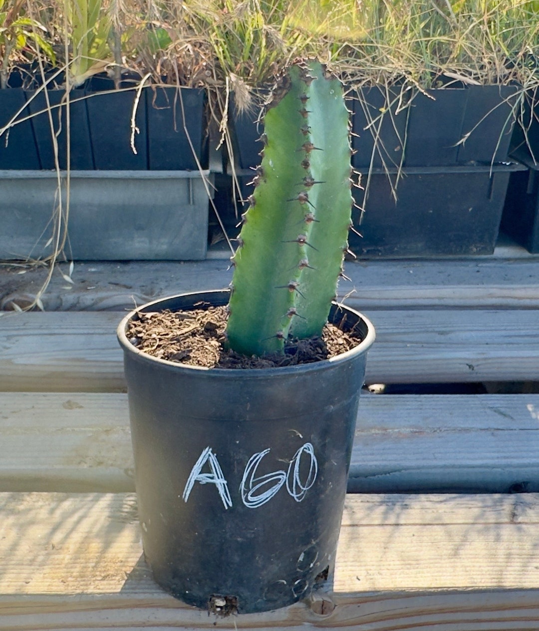 Chocolate Drop Euphorbia Euphorbia Ingens 'chocolate Drop' A60 - Etsy