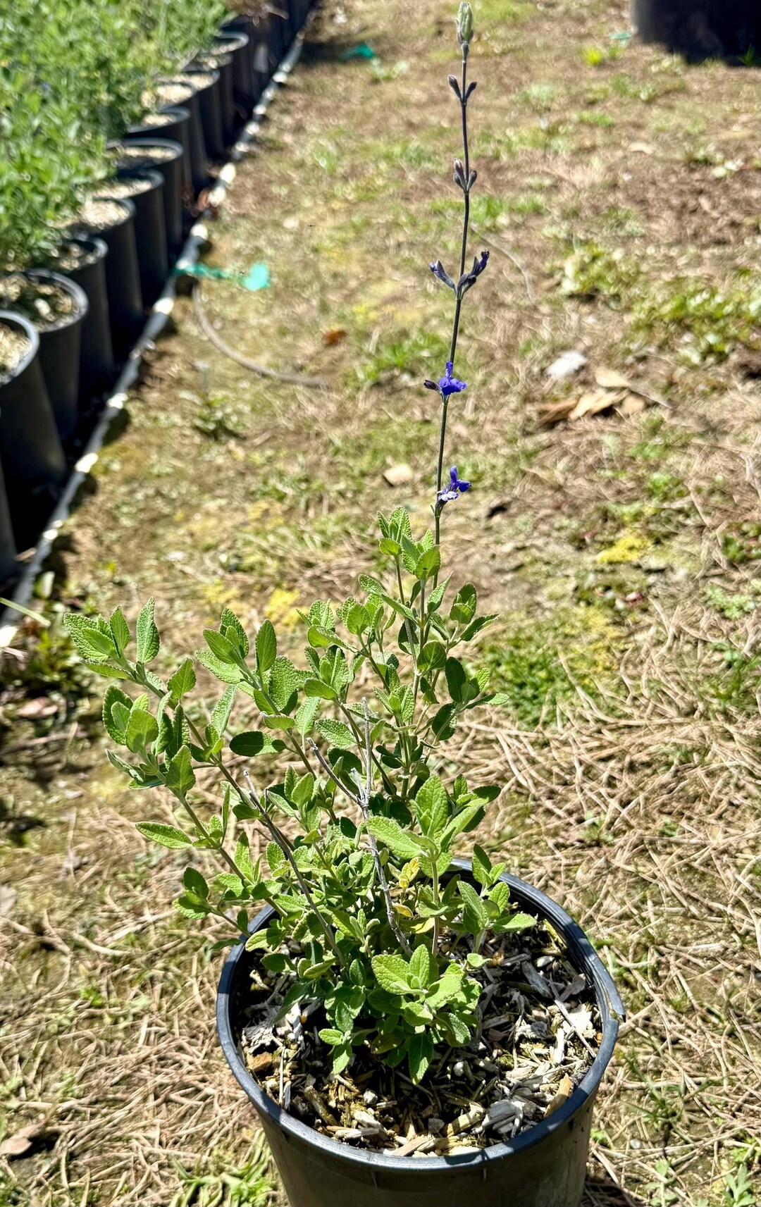 Germander Sage - Salvia Chamaedryoides - Etsy