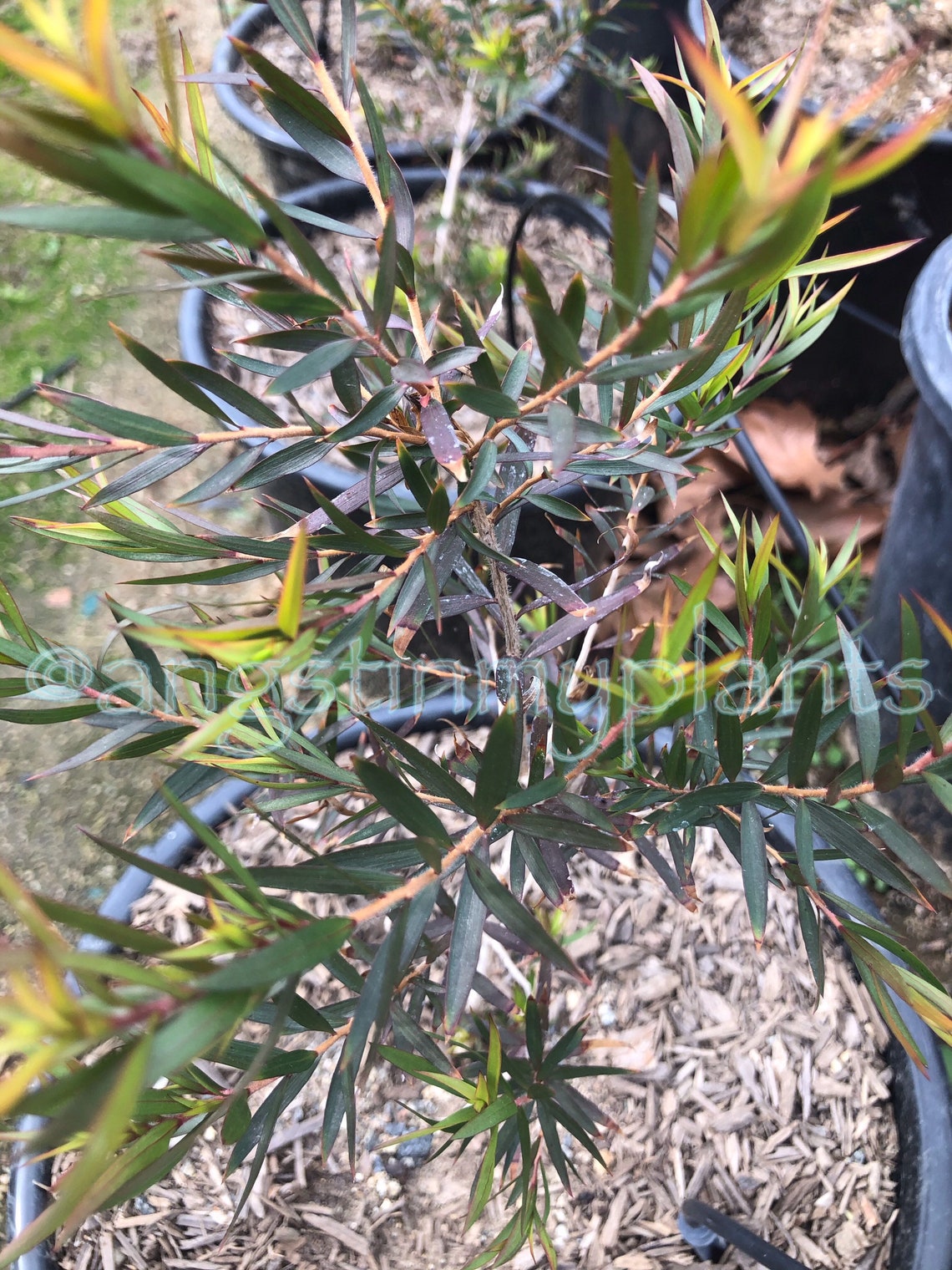 Flaxleaf Paperbark Melaleuca linariifolia TR | Etsy