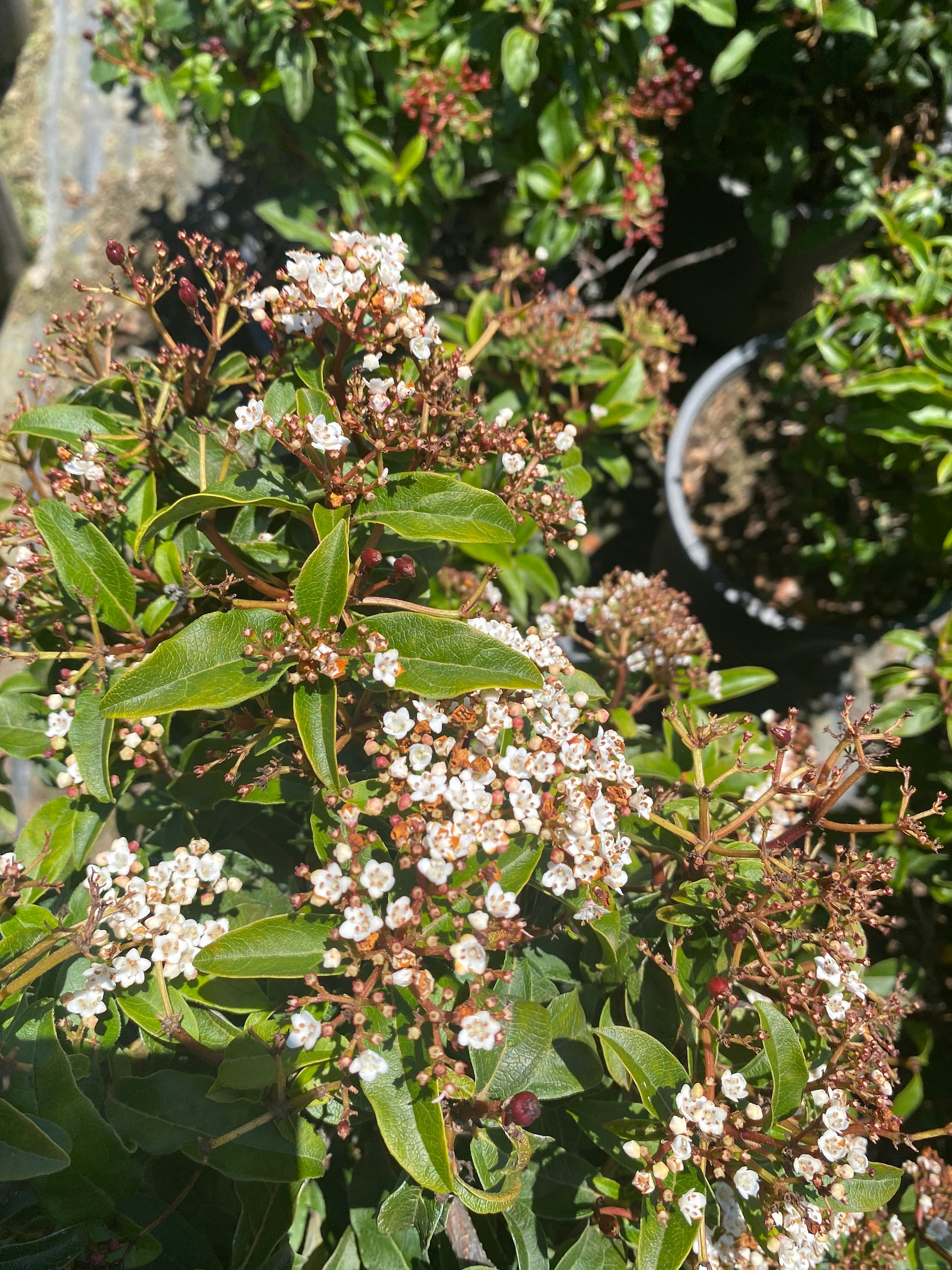 Laurustinus Spring Bouquet - Viburnum Tinus 'spring Bouquet' - Etsy