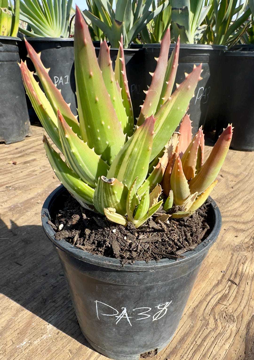 Golden Toothed Aloe PA38- Aloe Nobilis Variegated - Etsy