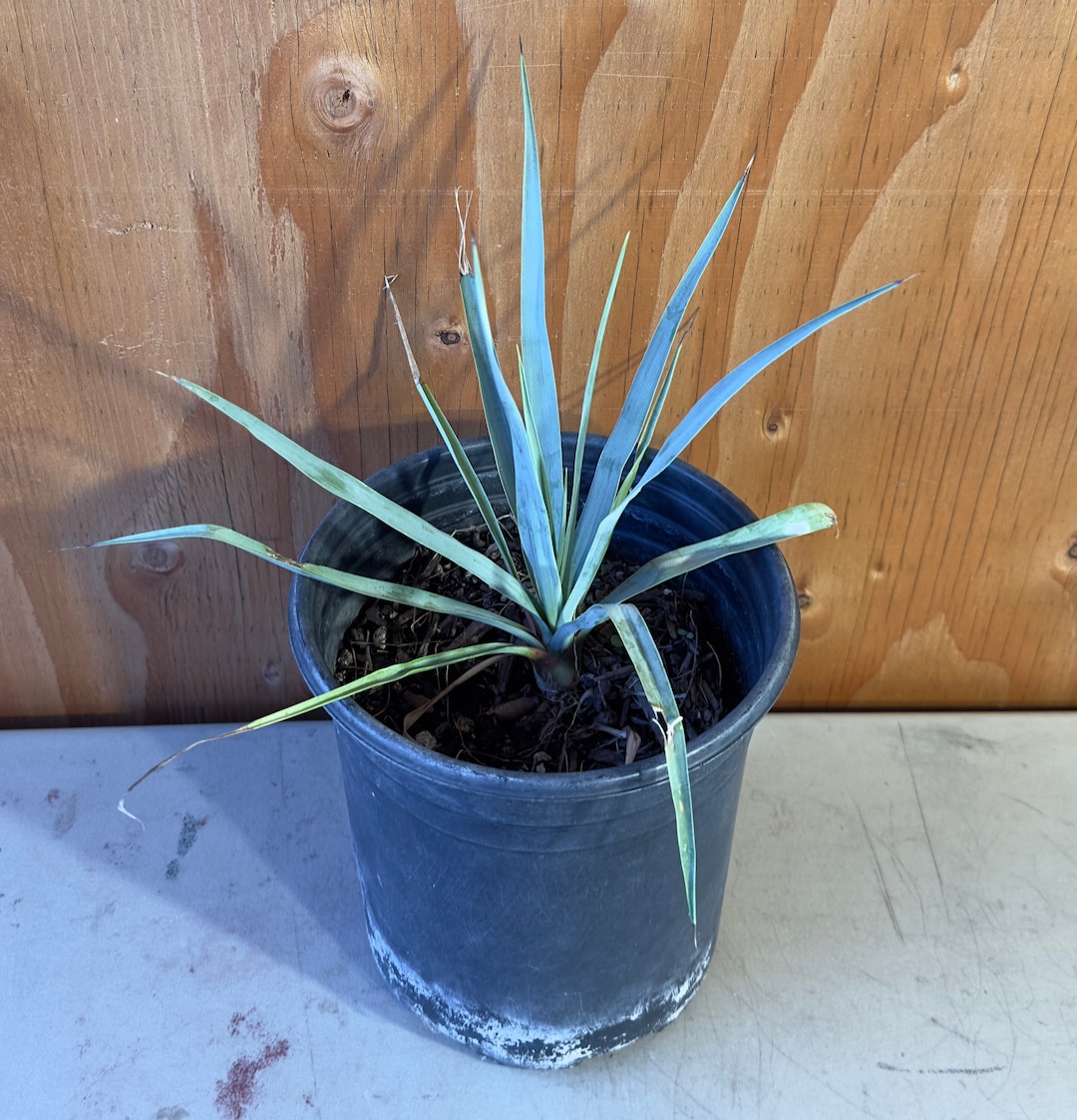 Yucca Rigida Blue - Etsy