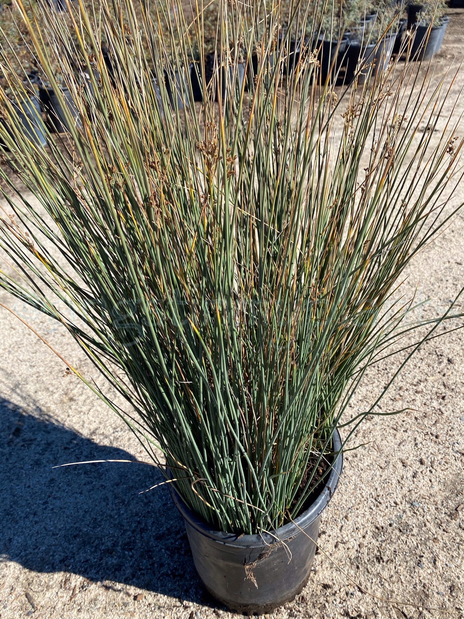 Juncus Grass