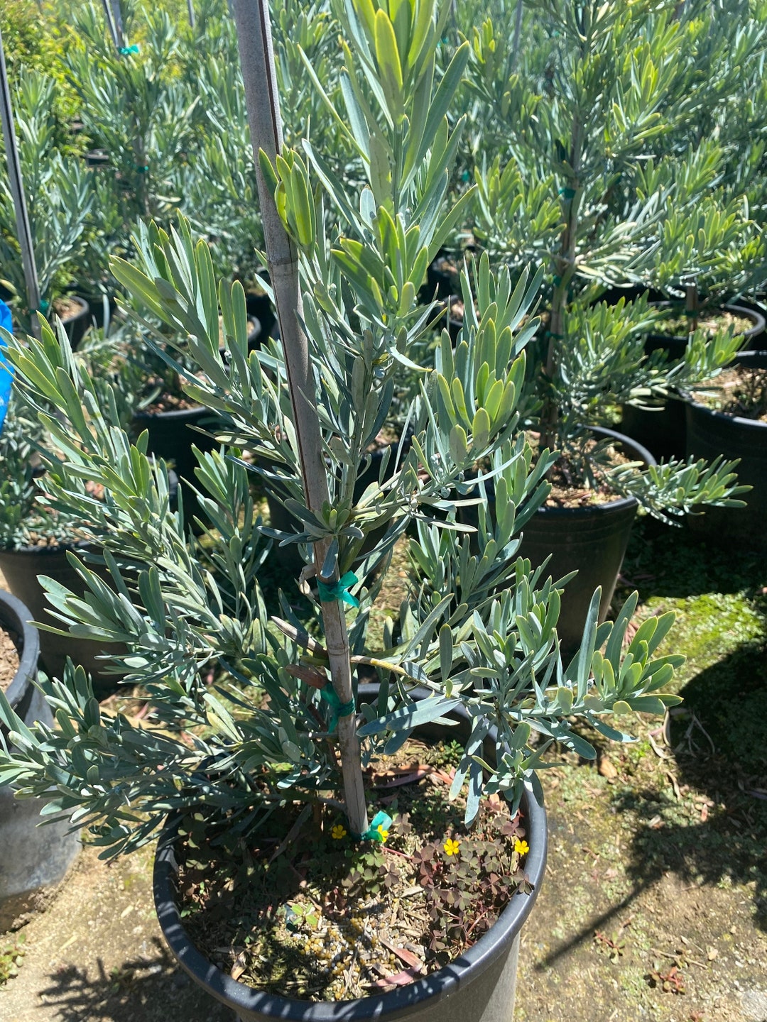 Podocarpus 'icee Blue' - Podocarpus Elongatus - Etsy