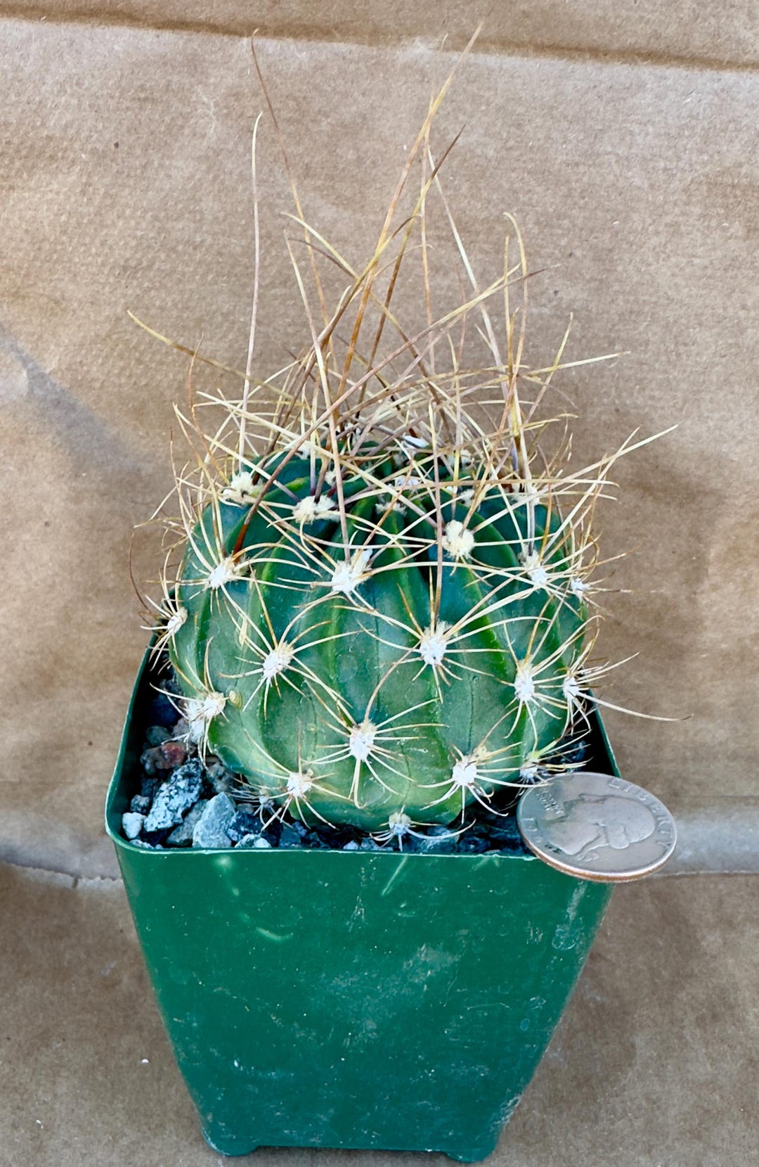 Lobivia Longispina or Echinopsis Ferox - Etsy