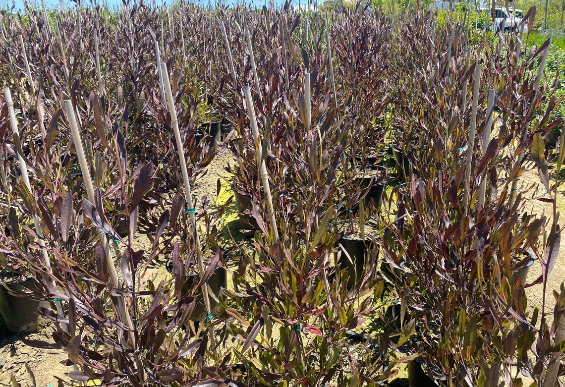 Purple Hopseed Bush - Dodonaea Viscosa Purpurea - Etsy