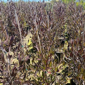 Purple Hopseed Bush - Dodonaea Viscosa Purpurea - Etsy