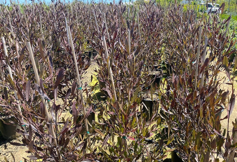 Purple Hopseed Bush - Dodonaea Viscosa Purpurea - Etsy