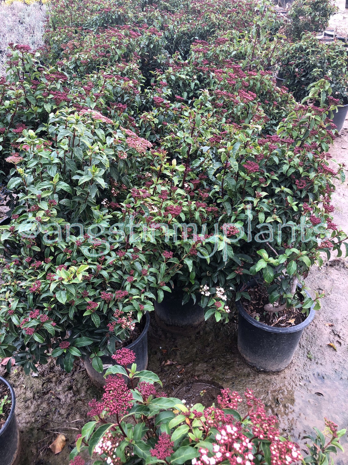 Laurustinus Spring Bouquet Viburnum Tinus Compactum TR | Etsy