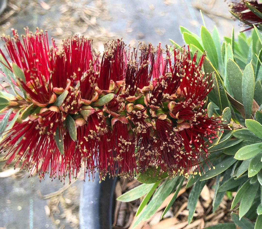 Dwarf Bottle Brush - Little John Callistemon - Etsy