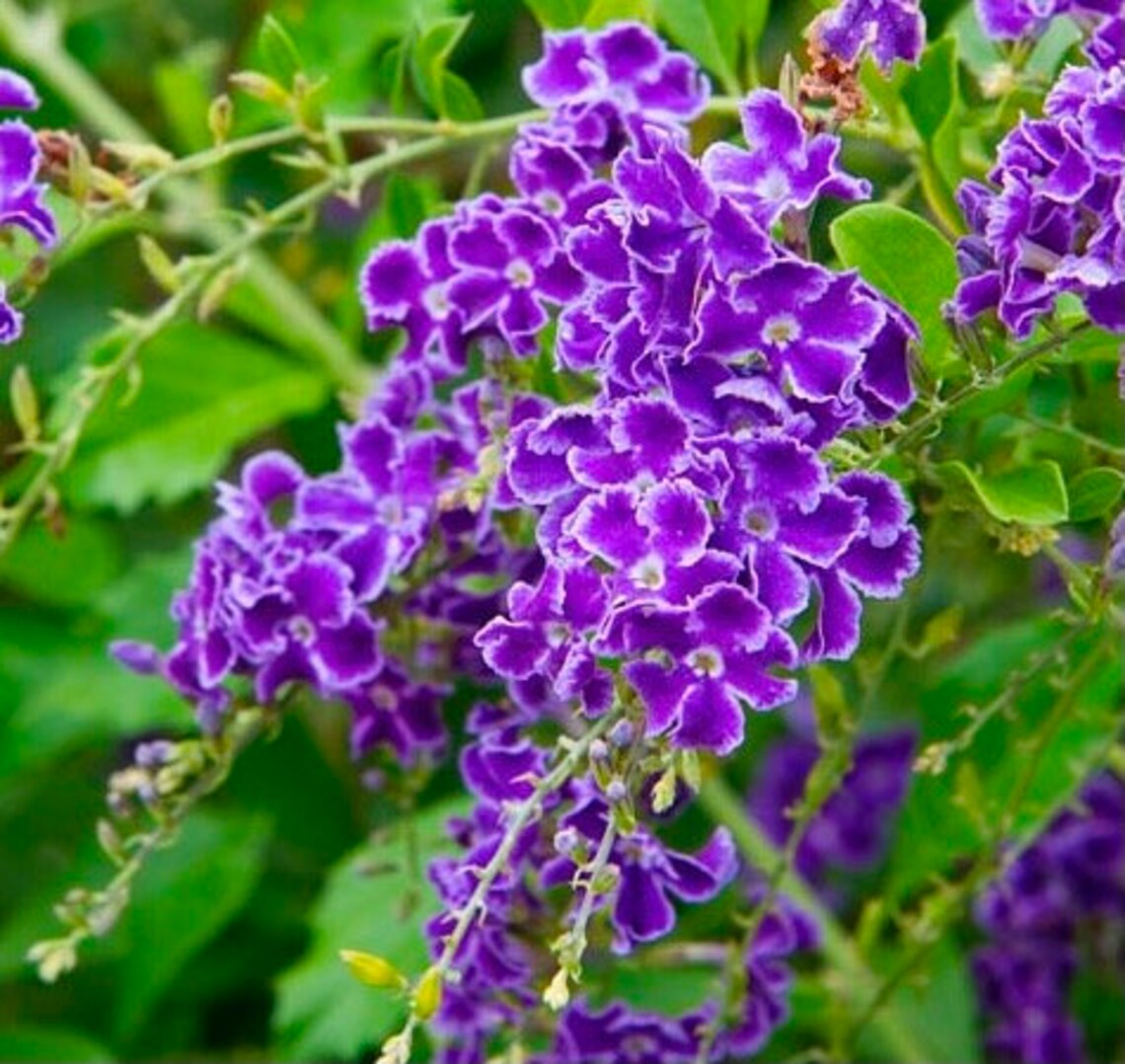 Sweet Memories Purple Sky Flower Duranta erecta 'Sweet | Etsy