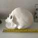 Human Skull, Ceramic Skull, Unfinished Skull, Ready to Paint, Ceramic ...