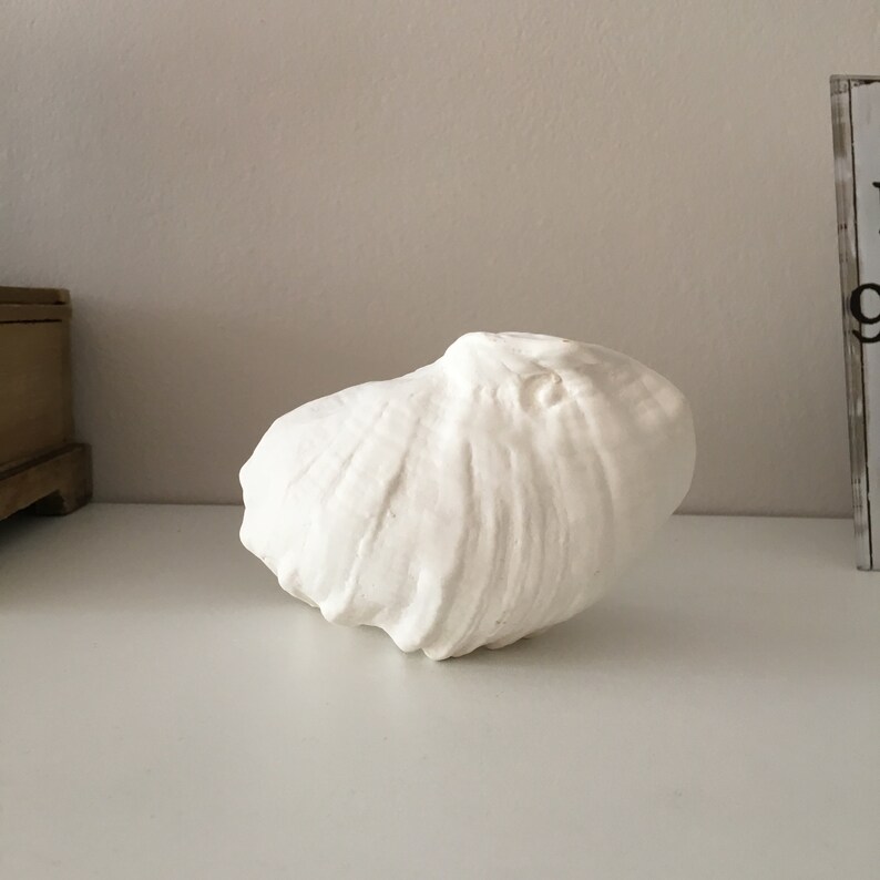 Ceramic Clam Shell Ready to Paint Ceramic Bisque Shell - Etsy