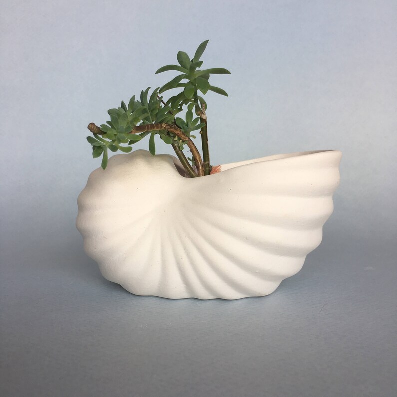 Unpainted Ceramic Seashell Planter – Nautical Shell Pot for Succulents ...