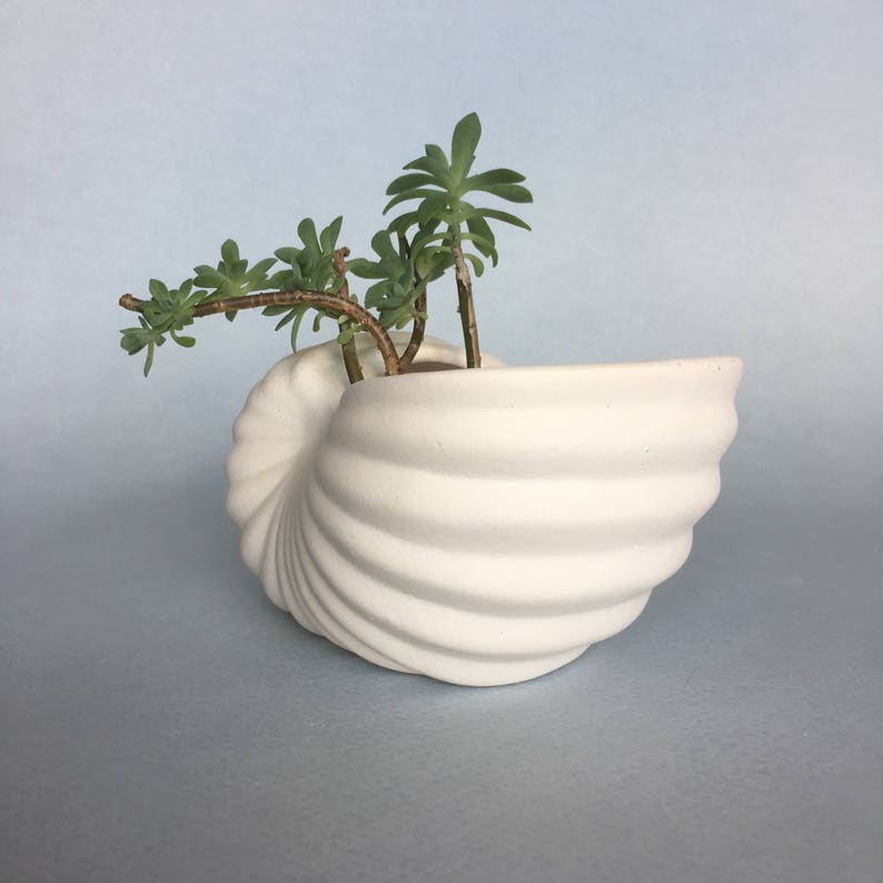 Unpainted Ceramic Seashell Planter – Nautical Shell Pot for Succulents ...