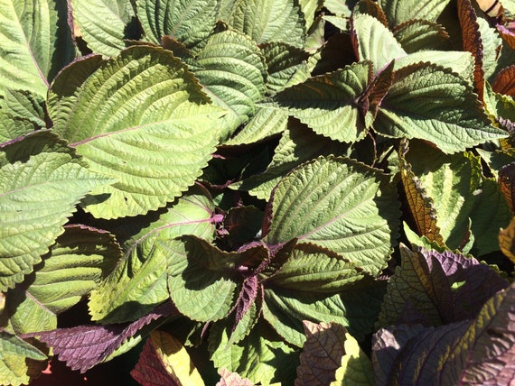 Shiso Zi Su Ye Herb Dried Perilla Fructescens Organic | Etsy