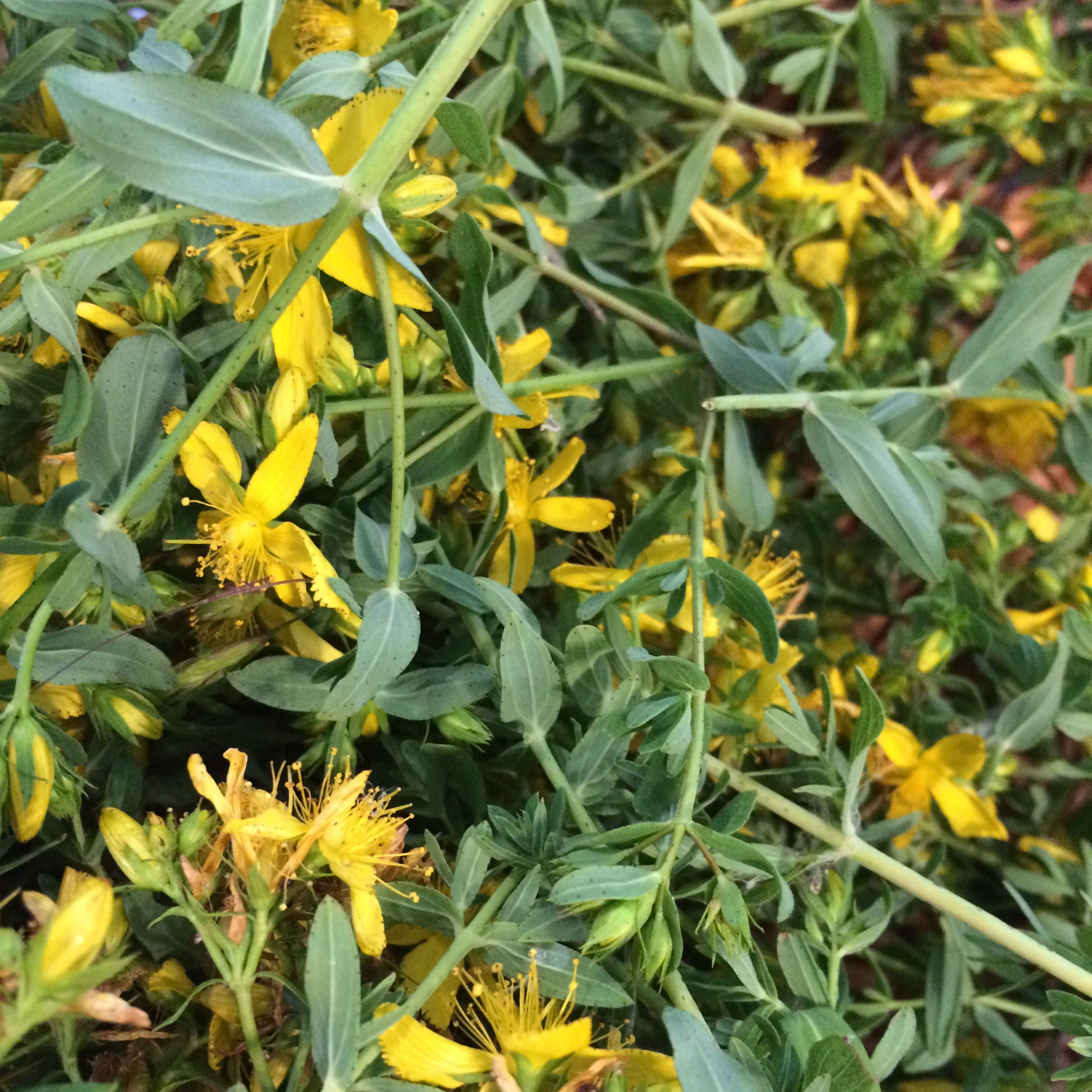 St. John's Wort Dried Herb, Hypericum Perforatum Sustainable USA Grown ...