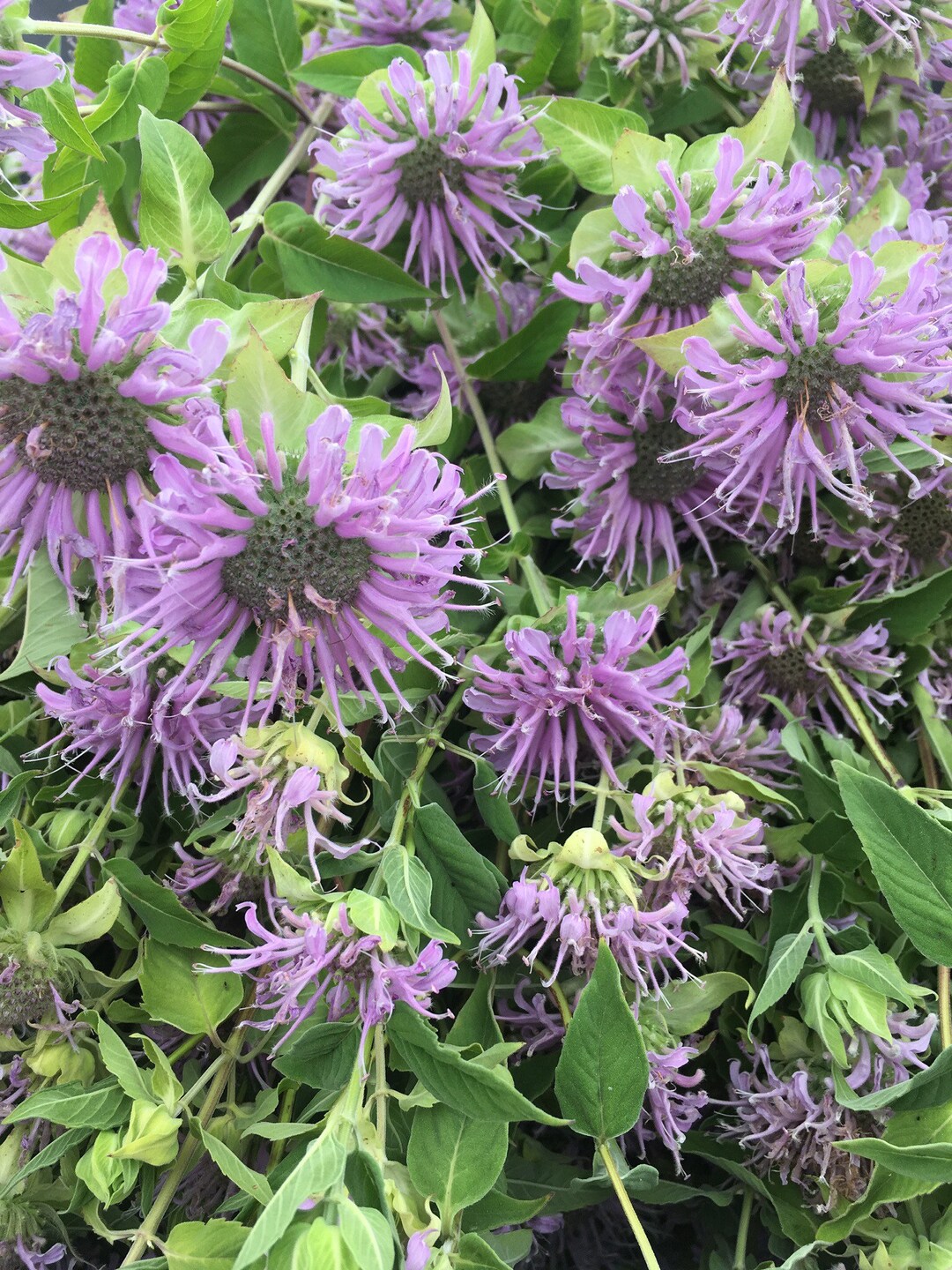 Bergamot Tincture, Monarda Fistulosa Extract Sustainable USA Grown Herb ...
