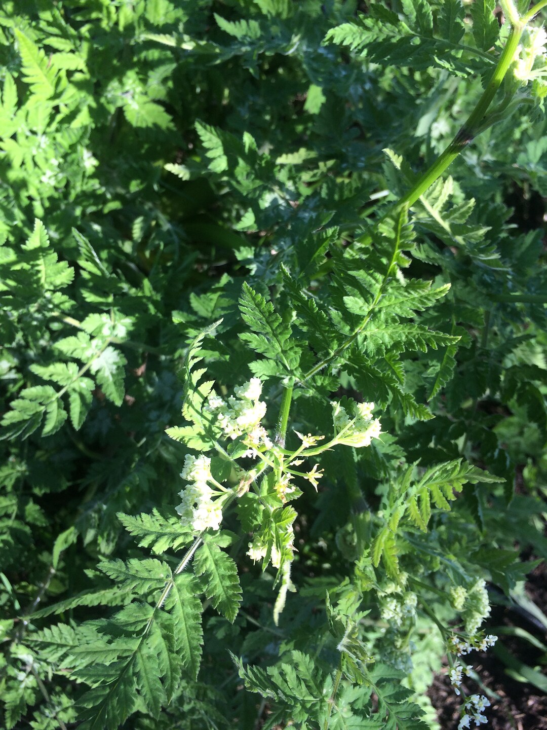 Sweet Cicely Tincture, Fresh USA Grown Organic Myrrhis Odorata Root ...