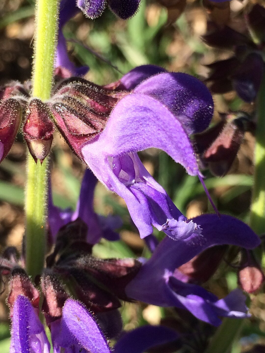 Dan Shen Tincture, Organic Salvia Miltiorrhiza Root, Red Sage - Etsy