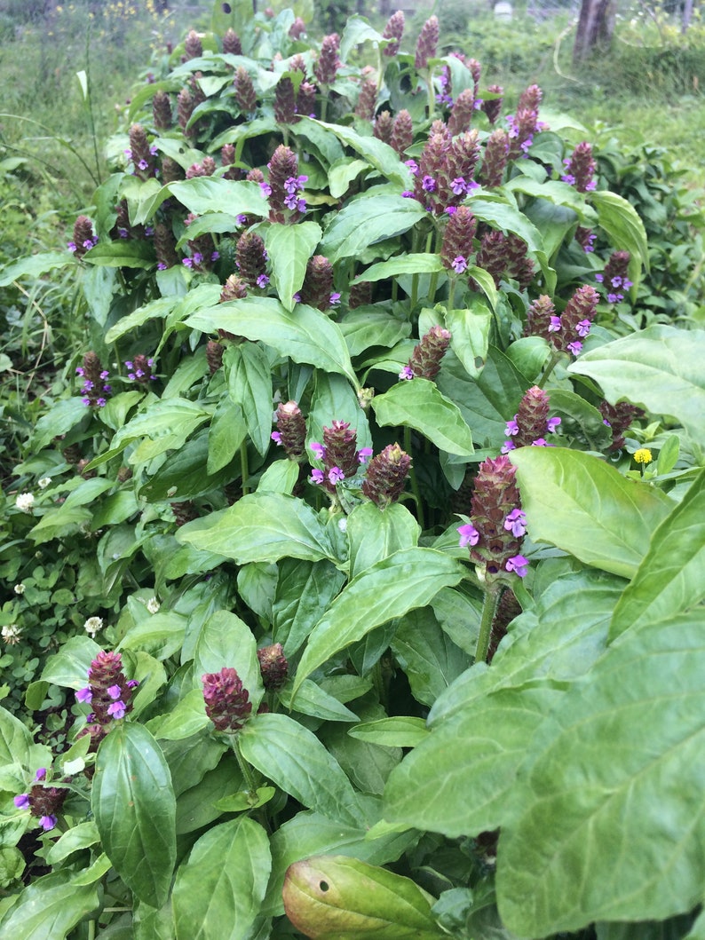 Dried Self Heal, Xia Ku Cao, Prunella Vulgaris Sustainable USA Grown ...