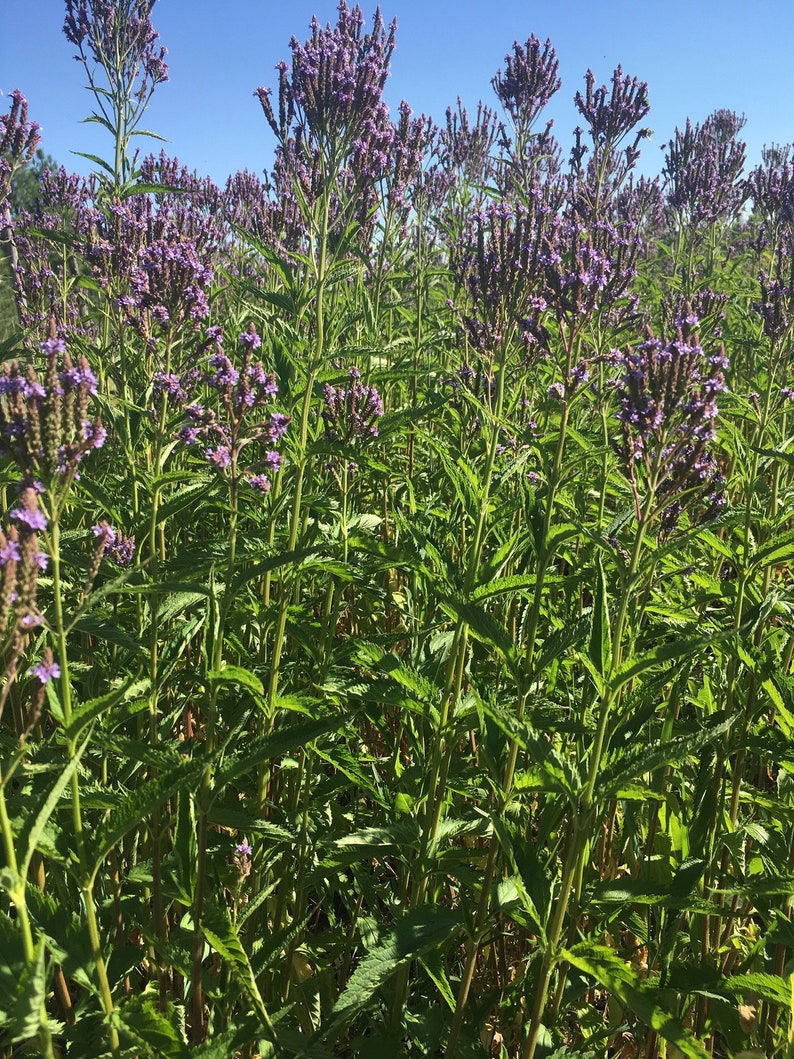 Blue Vervain Dried Herb, Bulk Verbena Hastata Sustainable USA Grown - Etsy