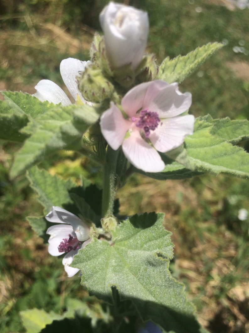 Dried Marshmallow Root Althaea Officinalis Organic Herb - Etsy