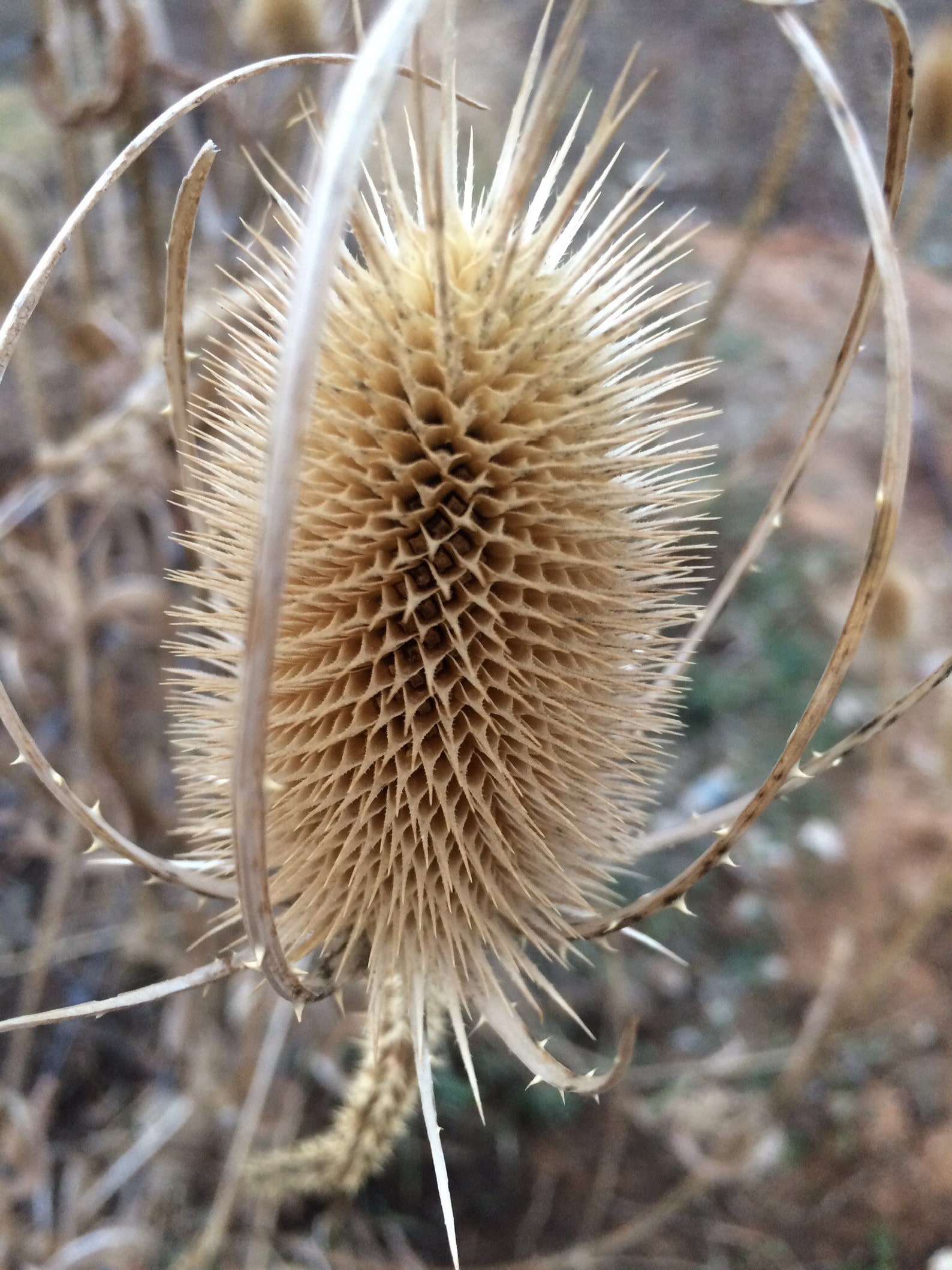 Teasel Root Tincture organic Dipsacus fullonum herb | Etsy