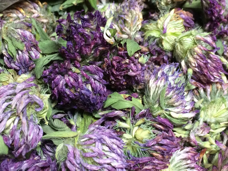 Dried Red Clover Blossoms Trifolium Pratense Organic - Etsy