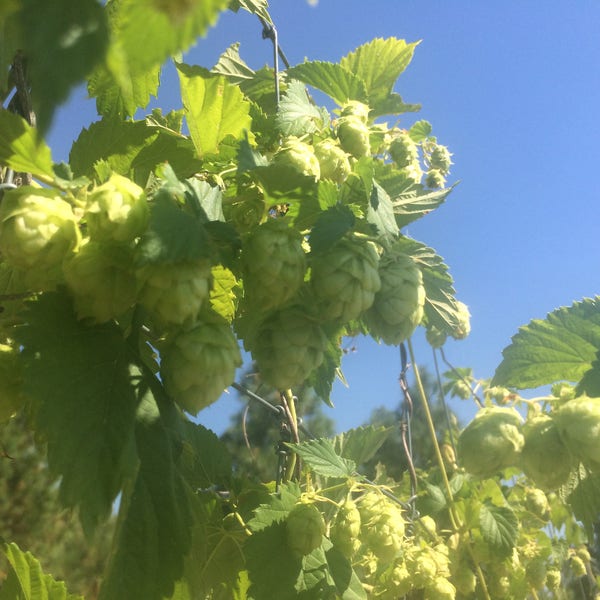 Hops - Etsy