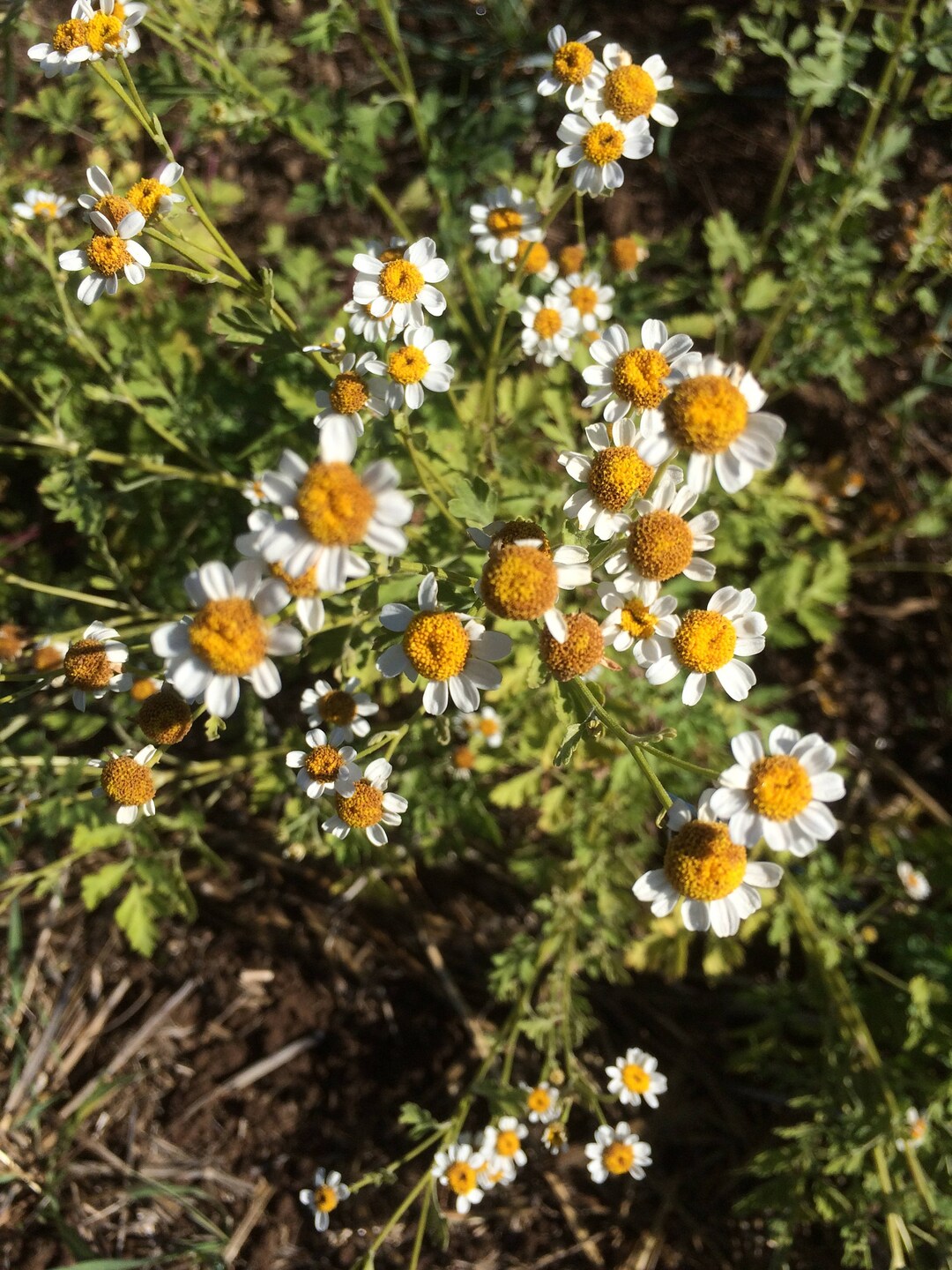 Feverfew Tincture, Tanacetum Parthenium Sustainable USA Grown Herb - Etsy